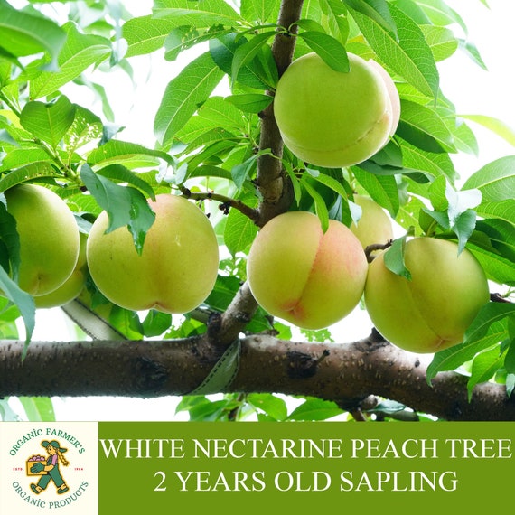 White Nectarine Tree