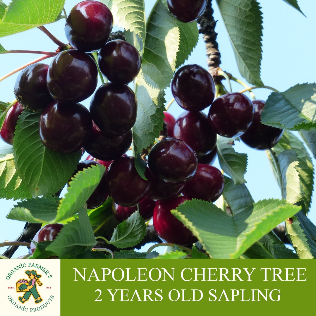 Napoleon Cherry Tree, Grafted Ready to Plant, With Tuberous Soil, 2 ...