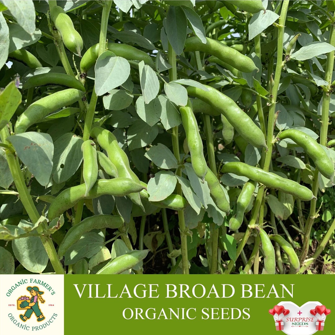 Village Broad Bean Organic Seeds, 10+ Count Broad Bean Seed, Broad Bean ...