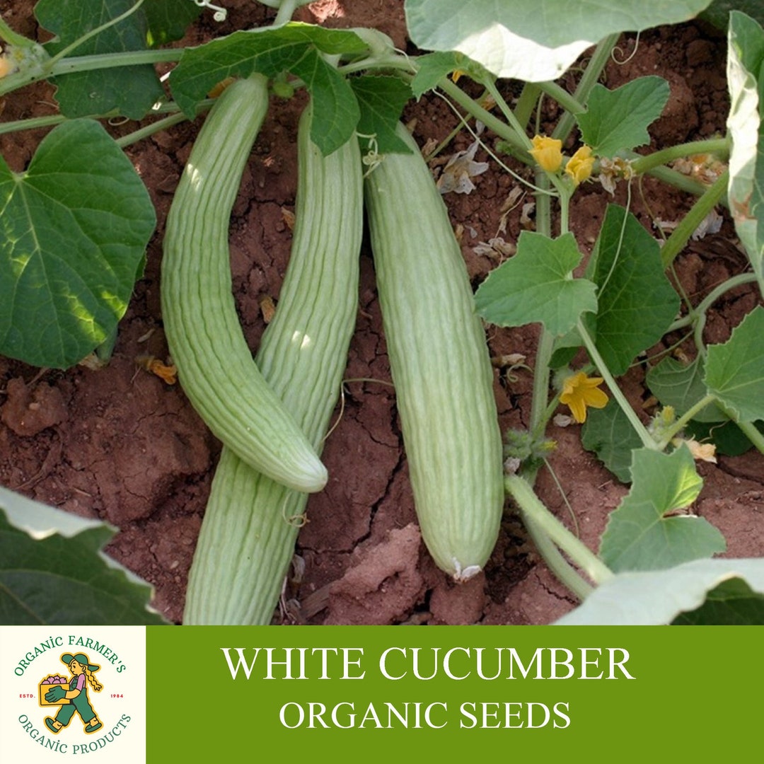 Native White Acur Cucumber Organic Seeds, 25+ Count Native Acurrant ...