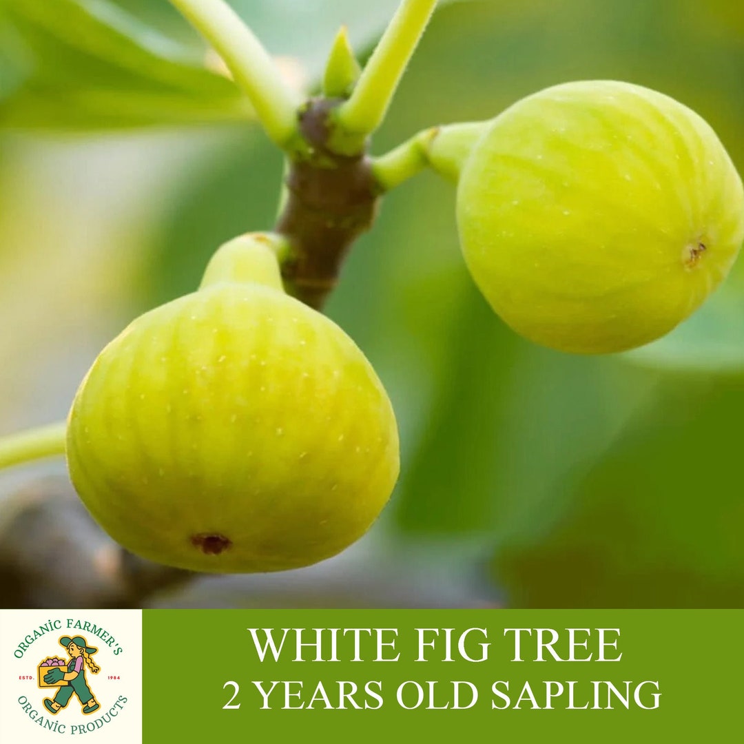 White Fig Sapling, Grafted Ready to Plant, With Tuberous Soil, 2 Year ...