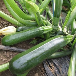 Native Black Gourd Organic Seeds, 30 Count Native Gourd Seeds, Black ...
