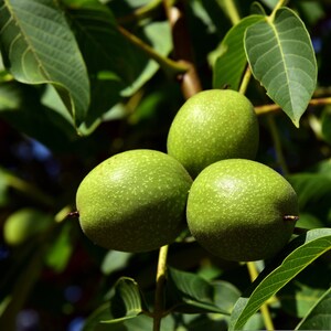 Fernor Walnut Sapling, Grafted Ready to Plant, With Tuberous Soil, 2 ...