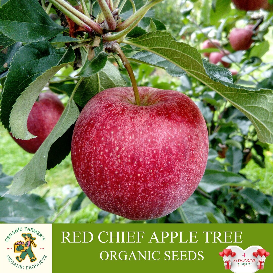 Red Chief Apple Tree Organic Seeds, 5+ Count Apple Tree Seed, Red Apple ...