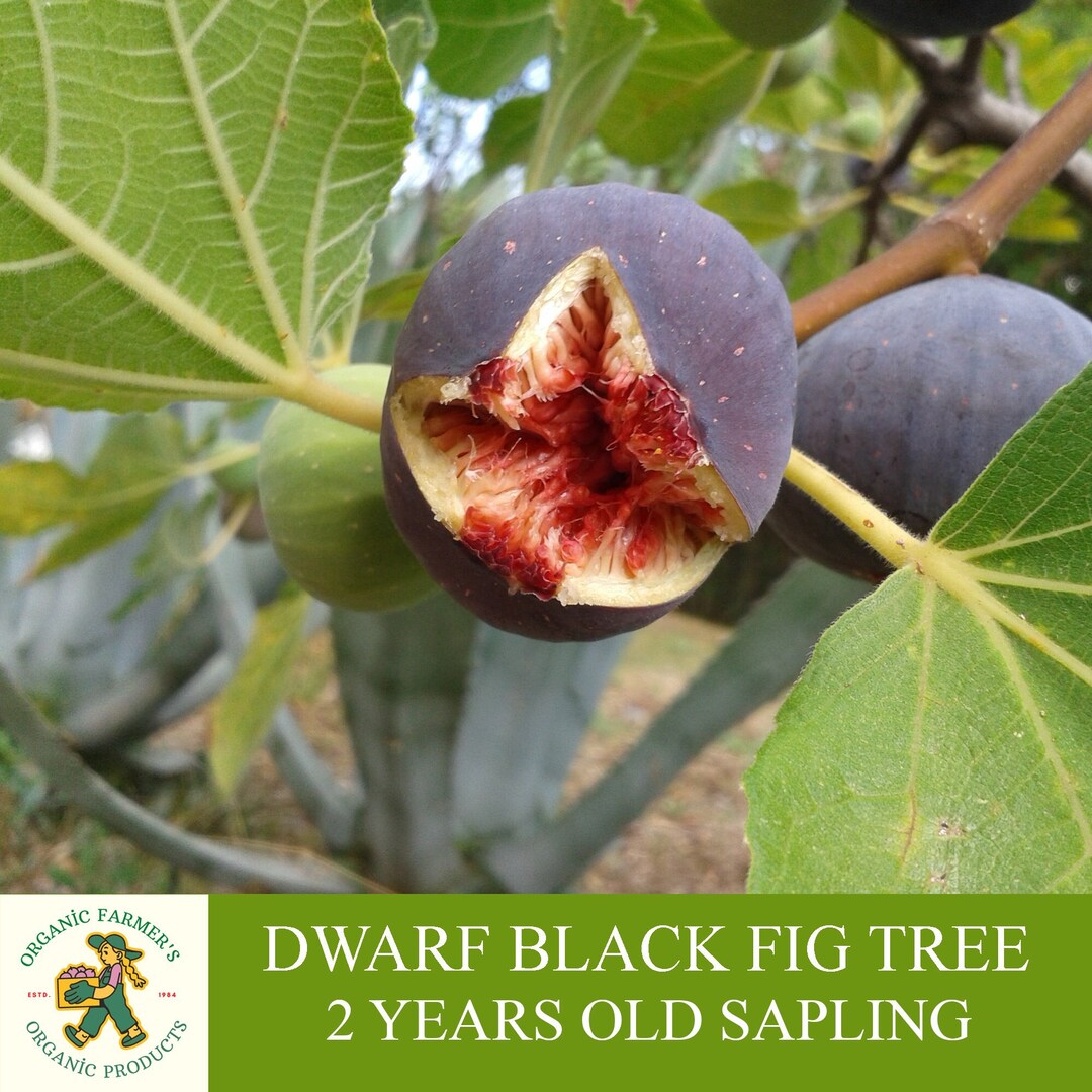 Dwarf Black Fig Sapling, Grafted Ready to Plant, With Tubed Soil, 2 ...