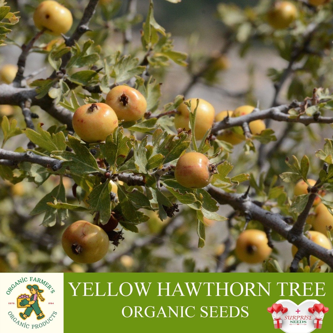Yellow Hawthorn Tree Organic Seeds, 10+ Count Yellow Hawthorn Tree Seed ...