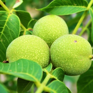 Fernor Walnut Sapling, Grafted Ready to Plant, With Tuberous Soil, 2 ...