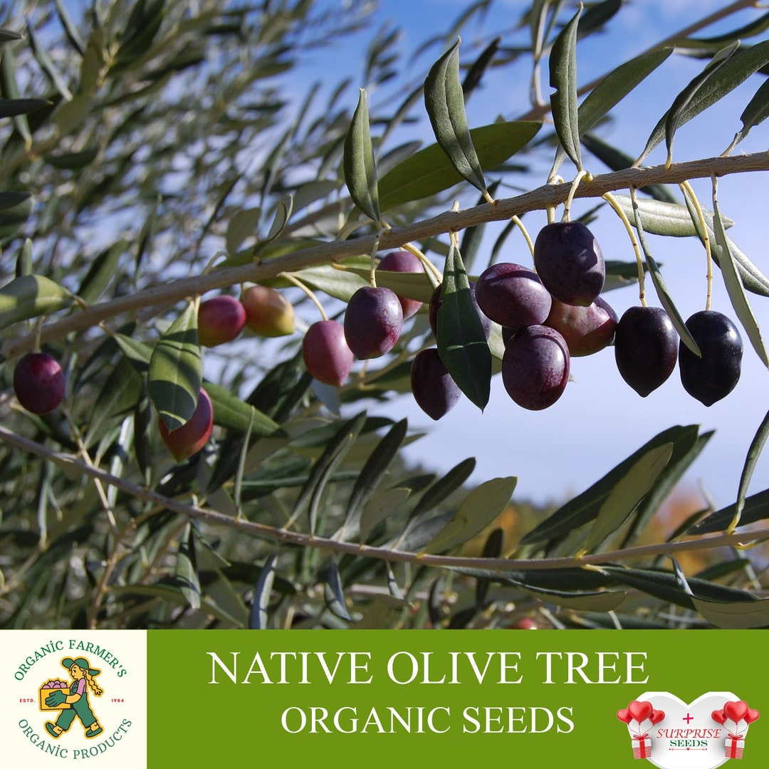 Native Olive Tree Organic Seeds, 10+ Count Olive Tree Seed, Olive Plant ...