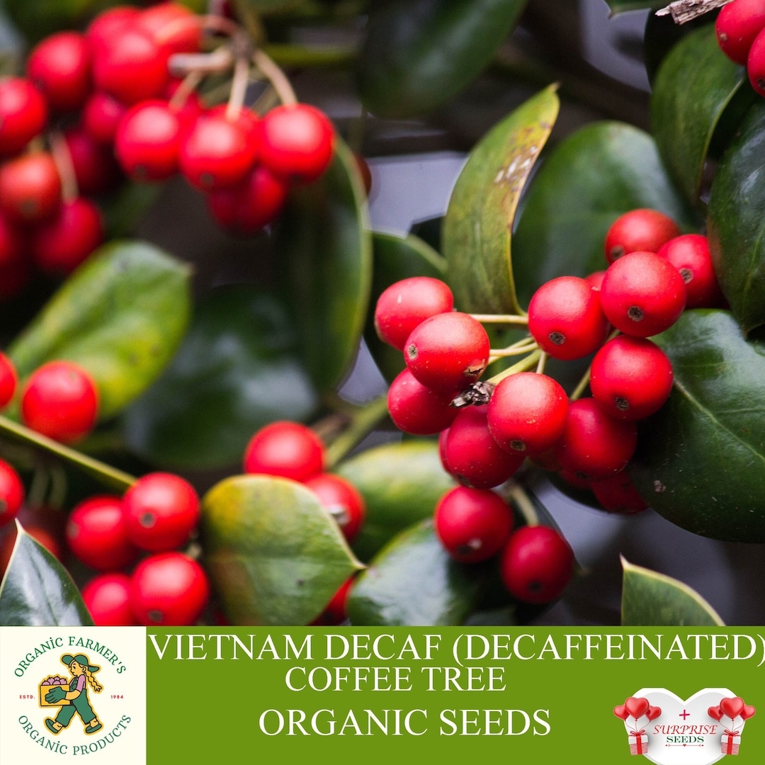 Vietnam Decaf (decaffeinated) Robusta Coffee Tree Organic Seeds, 10 ...