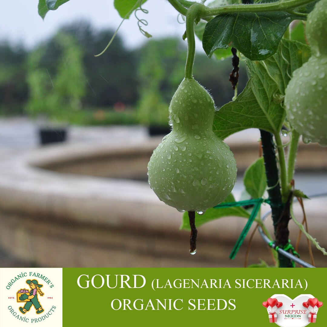 Bottle Gourd Calabash Organic Seeds, 5+ Count Bottle Gourd Calabash ...