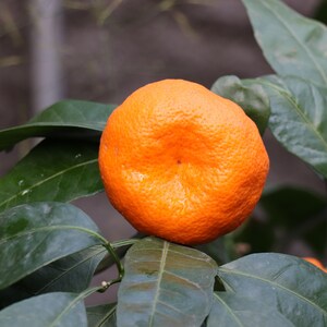 Satsuma Mandarin Tree Organic Seeds, 10+ Count Mandarin Tree Seed ...