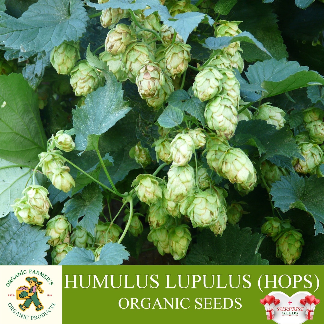 Semillas orgánicas de Humulus Lupulus (lúpulo), más de 5 unidades de ...