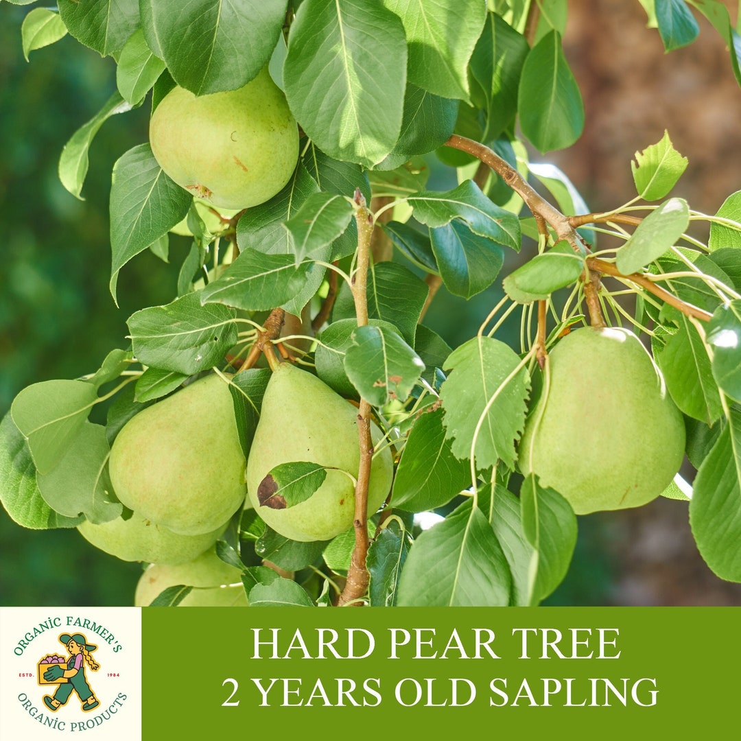 Hard Pear Sapling, Grafted Ready to Plant, With Tuberous Soil, 2 Year ...
