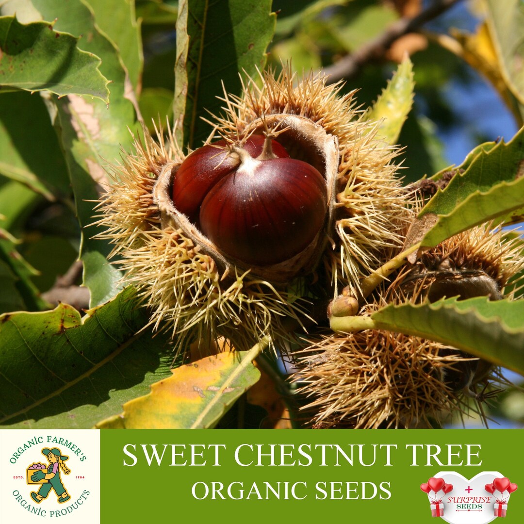 Sweet Chestnut Tree Organic Seeds, 5 Count Sweet Chestnut Tree Seed ...
