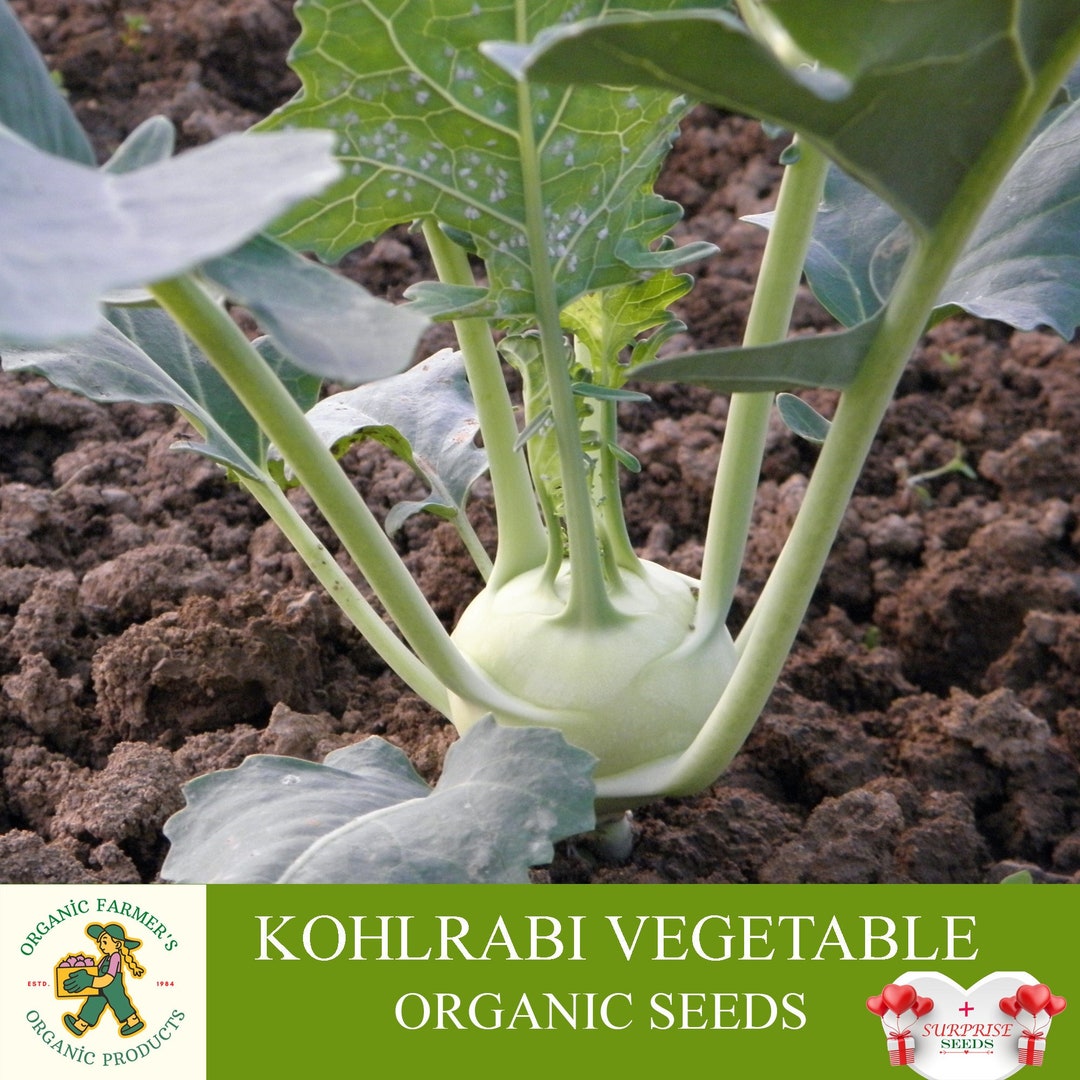 Kohlrabi Organic Seeds, 10 Count Kohlrabi Vegetable Seed, Kohlrabi ...