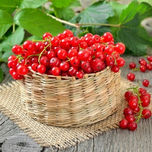 Red Currant Organic Seeds, 10+ Count Red Currant Seed, Blackcurrant ...