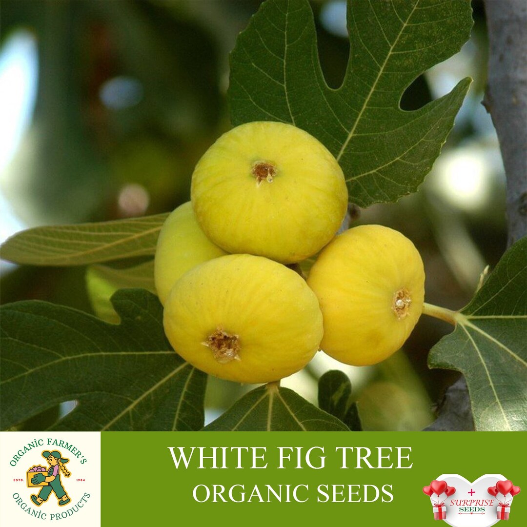 White Fig Tree Organic Seeds, 20+ Count White Fig Tree Seed, Fig Plant ...