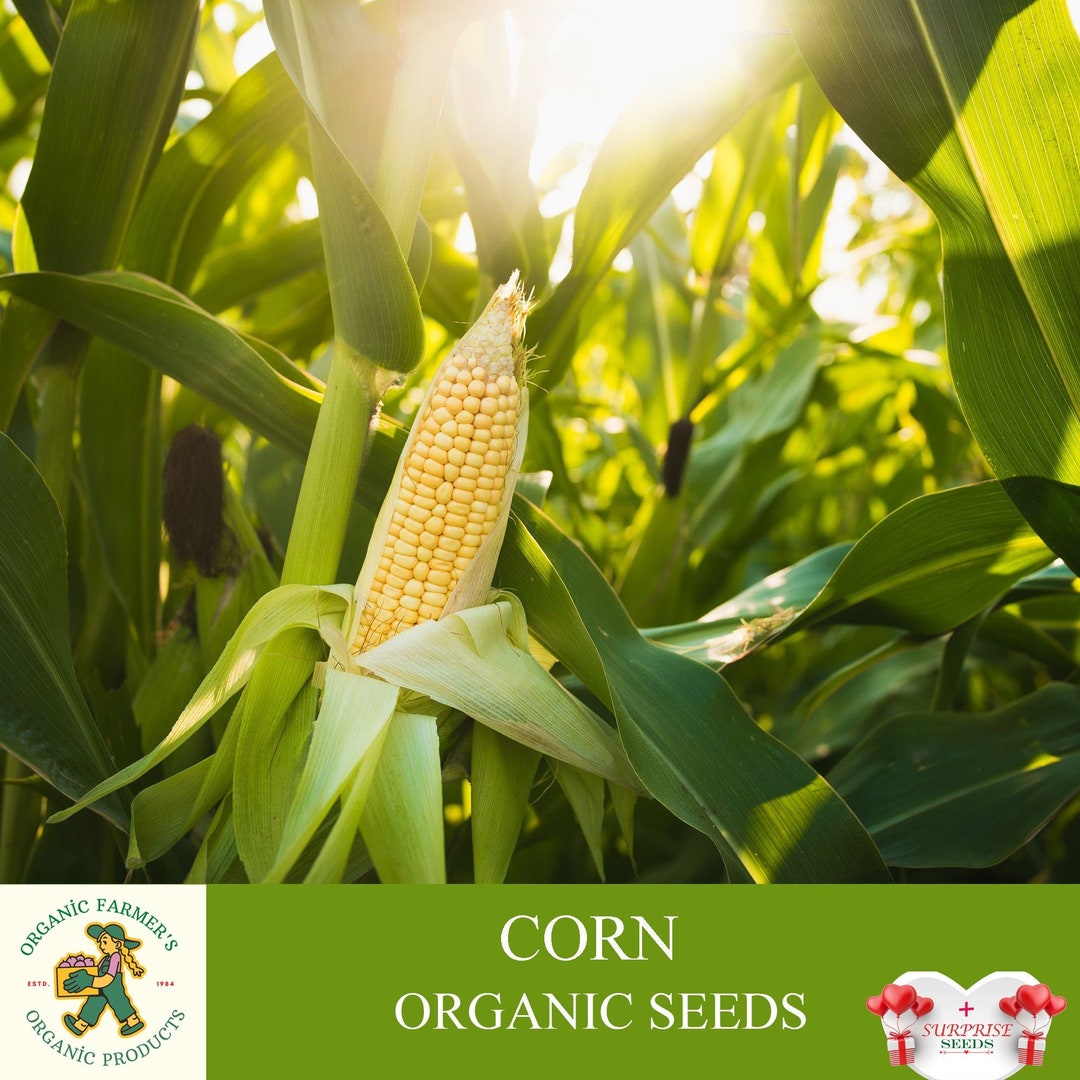 Corn Organic Seeds, 30 Count Dairy Corn Seed, Corn Plant Seeds for Pot ...