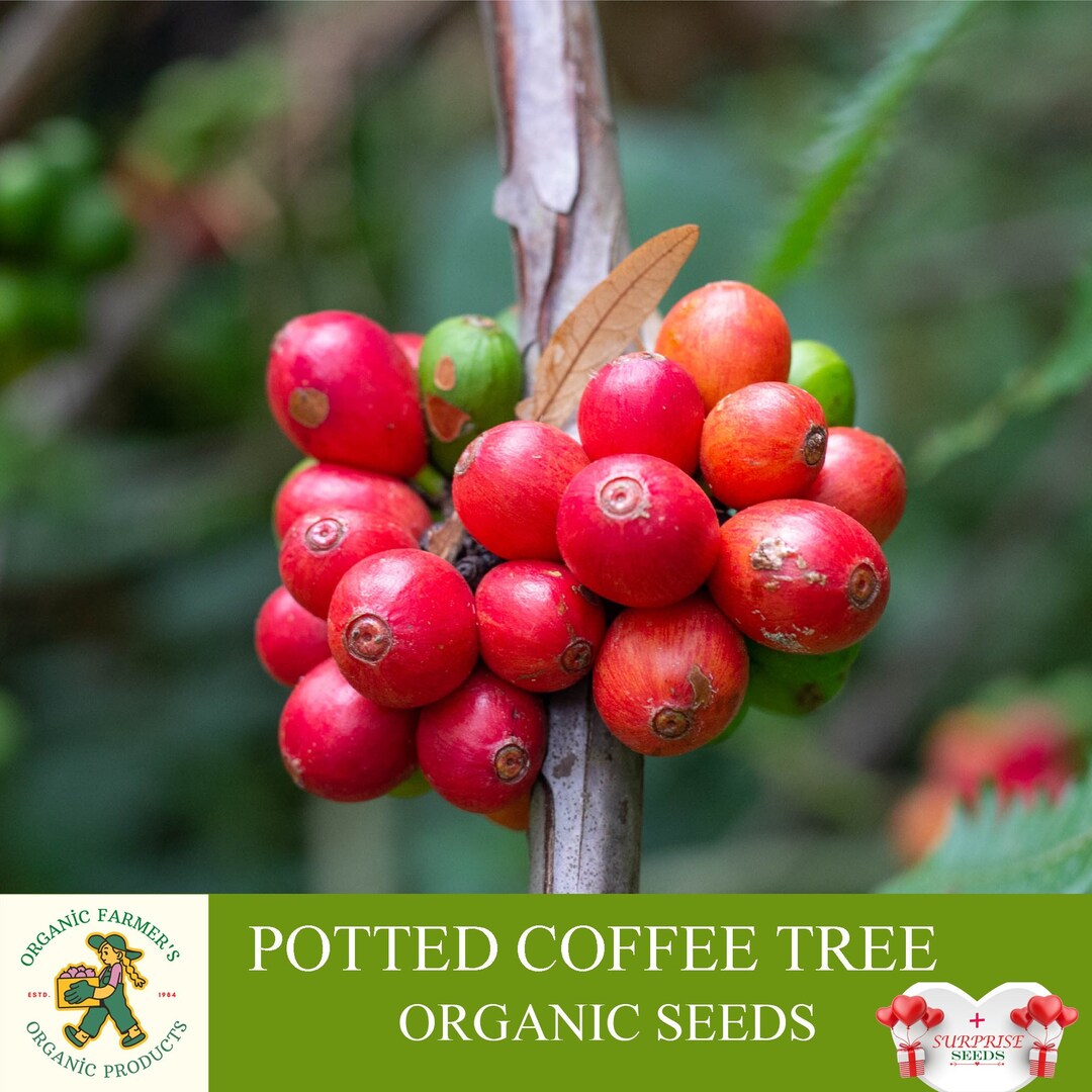 Potted Coffee Tree Organic Seeds, 10+ Count Potted Coffee Tree Seed ...