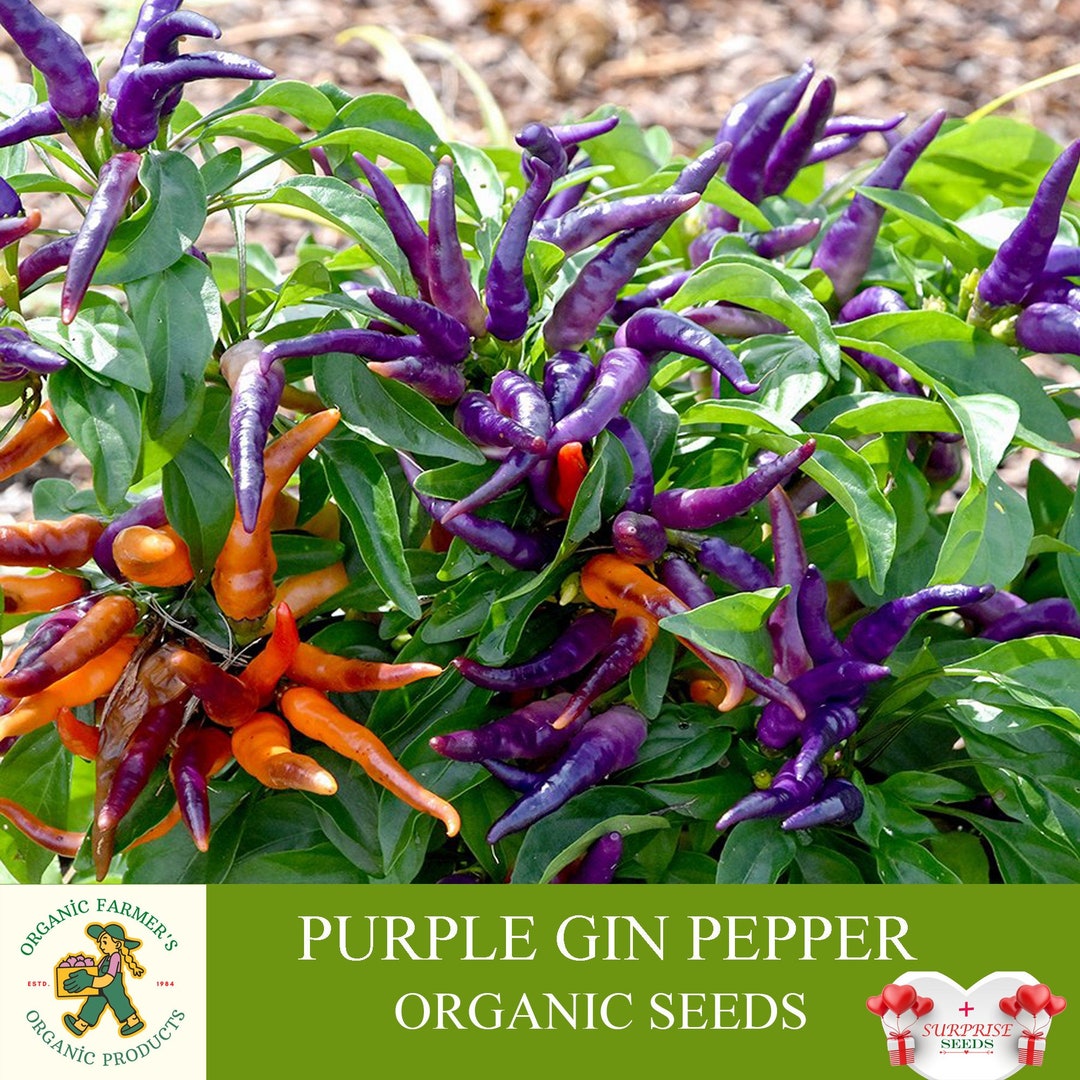 Purple Gin Pepper Organic Seeds, 20+ Count Purple Gin Pepper Seed ...