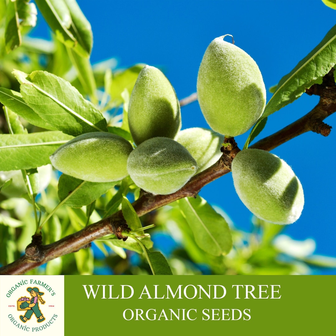 Wild Almond Tree Organic Seeds, 10+ Count Natural Wild Almond Tree Seed ...