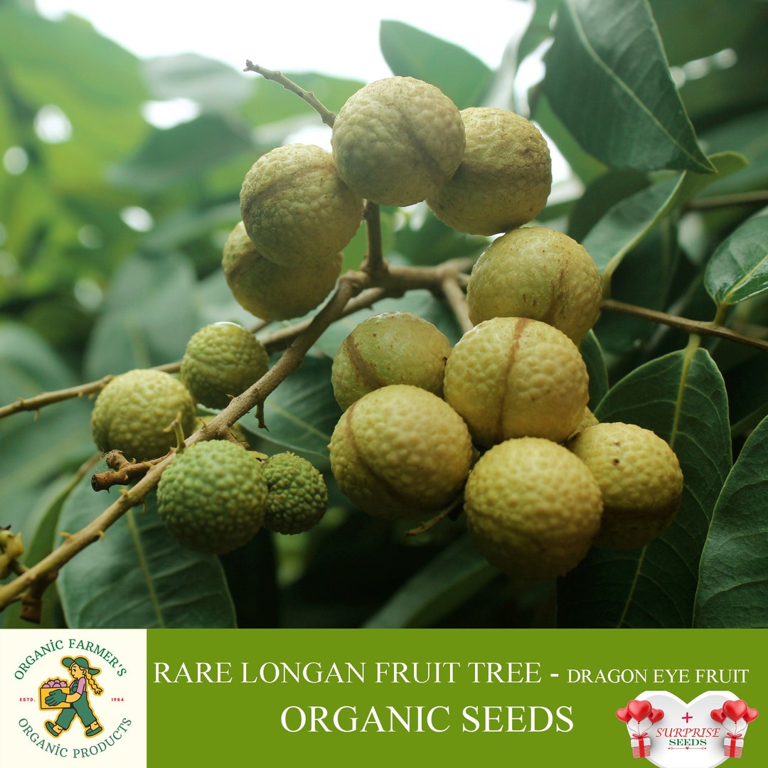 Rare Longan Fruit Tree Organic Seeds, 3 Count Dragon Eye Seed, Longan ...