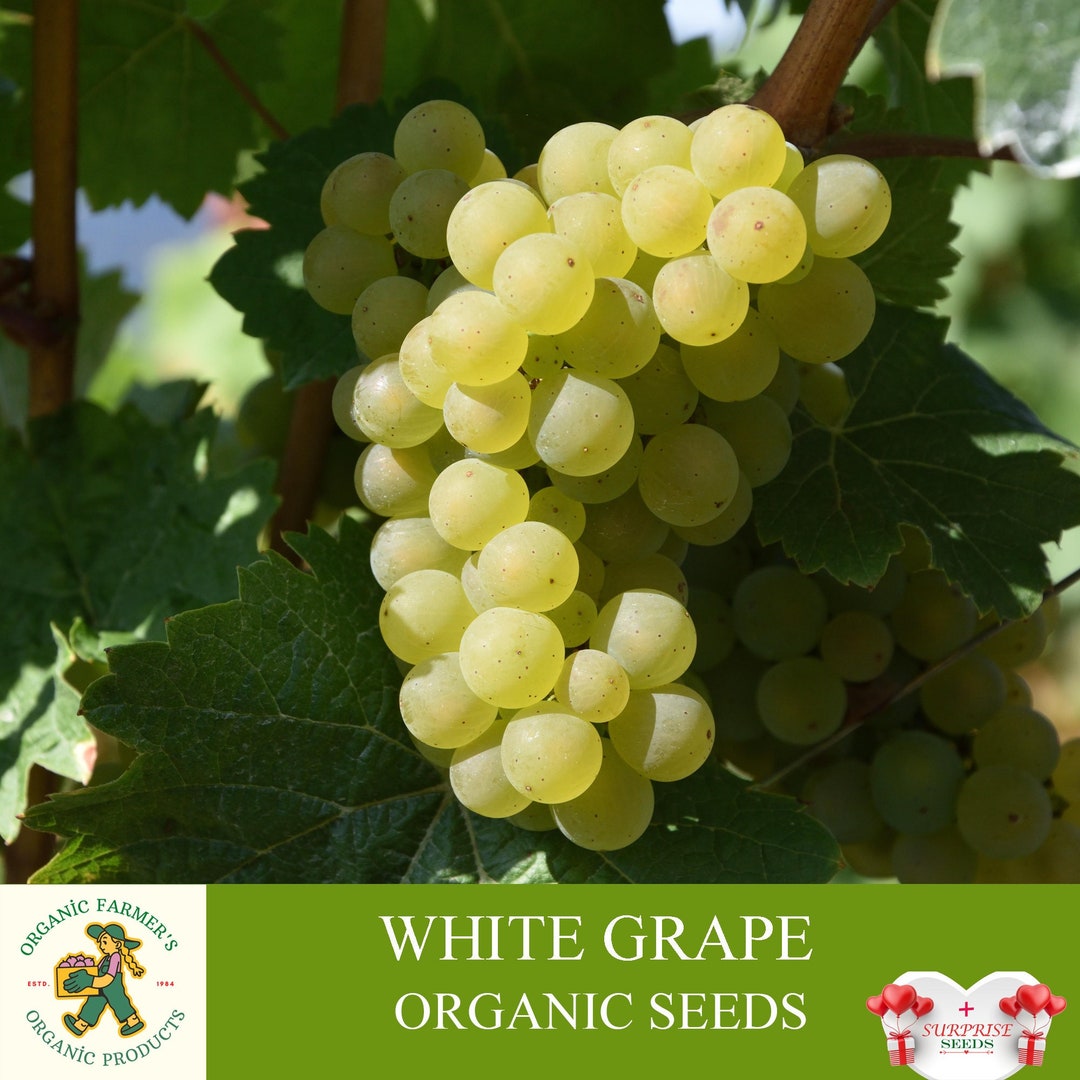 White Grape Organic Seeds, 10+ Count White Grape Seed, Sweet Grape ...