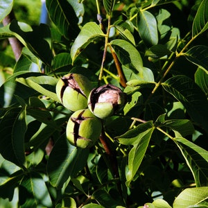 Fernor Walnut Sapling, Grafted Ready to Plant, With Tuberous Soil, 2 ...