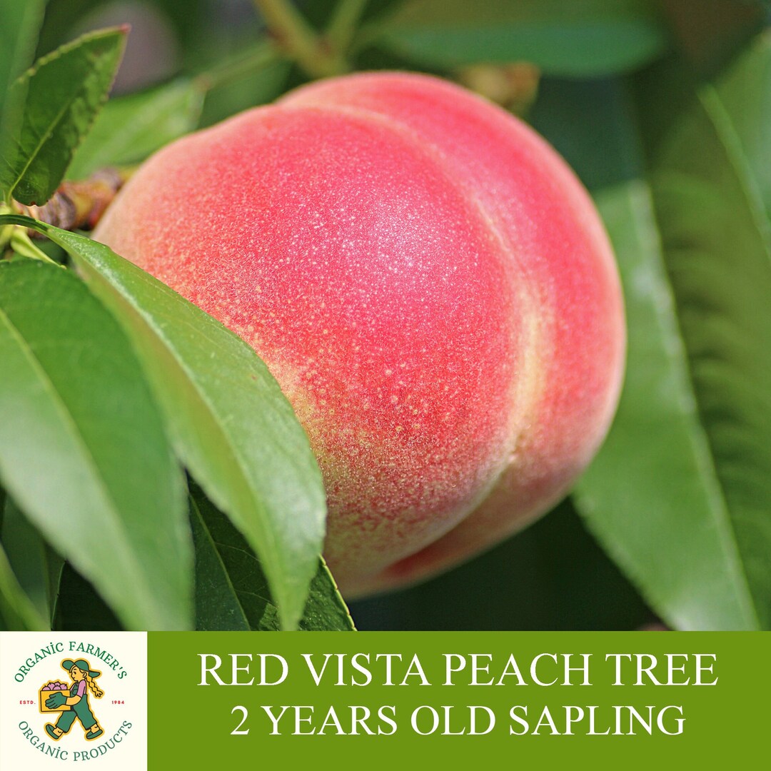 Red Vista Peach Sapling, Grafted Ready to Plant, With Tuberous Soil, 2 ...