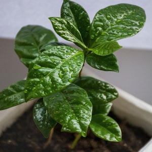 Dominican Barahona Arabic Coffee Tree Organic Seeds, 10+ Count Coffee ...