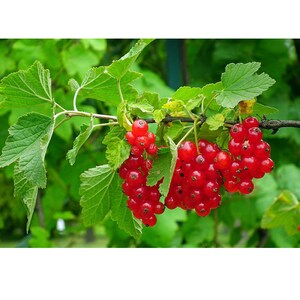 Red Currant Organic Seeds, 10+ Count Red Currant Seed, Blackcurrant ...