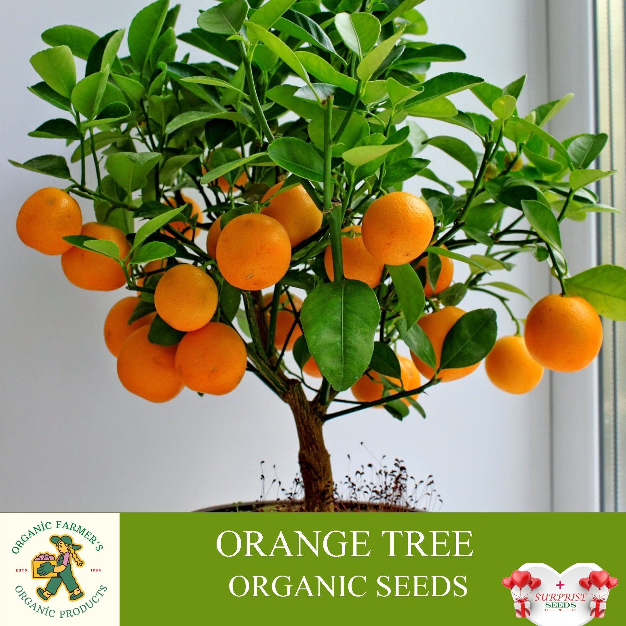 Semillas orgánicas de árbol de naranja más de 5 semillas de - Etsy México
