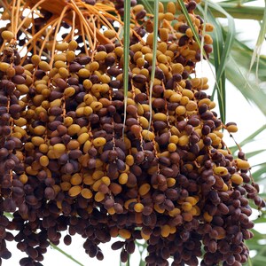 Medina Date Tree Organic Seeds, 10+ Count Medina Date Tree Seed, Date ...