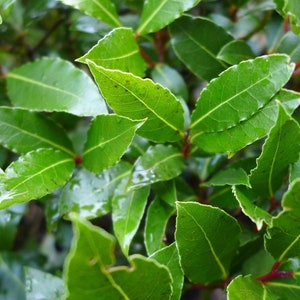 Bay Tree Organic Seeds, 10 Count Bay Tree Seeds, Home Gardening, High ...