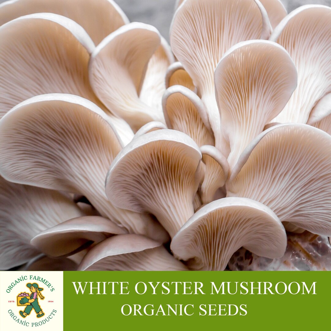 White Oyster Mushroom Organic Seeds, 50+ Count White Oyster Mushroom ...