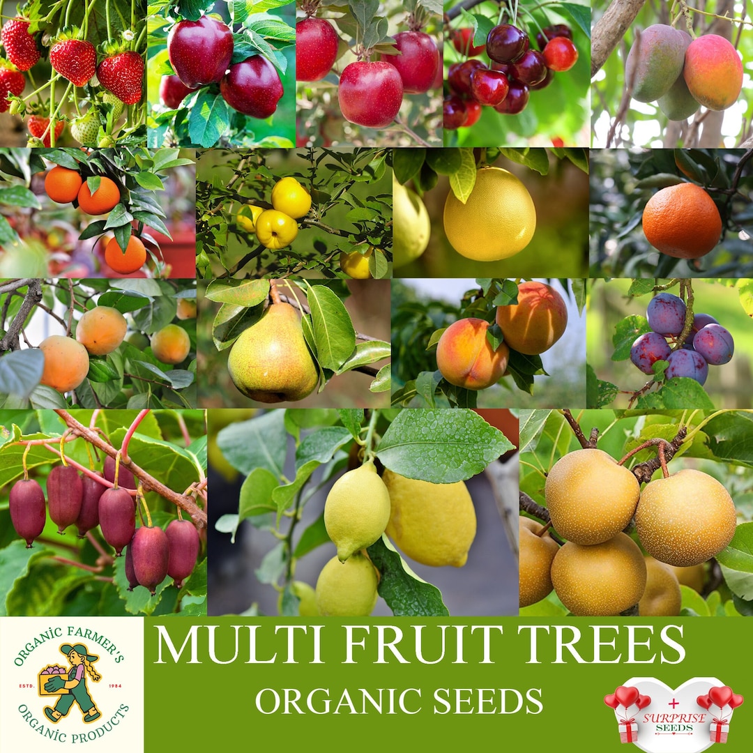 Fruit Trees Organic Seeds, Hundreds of Organic Fruit Seeds, Organic ...