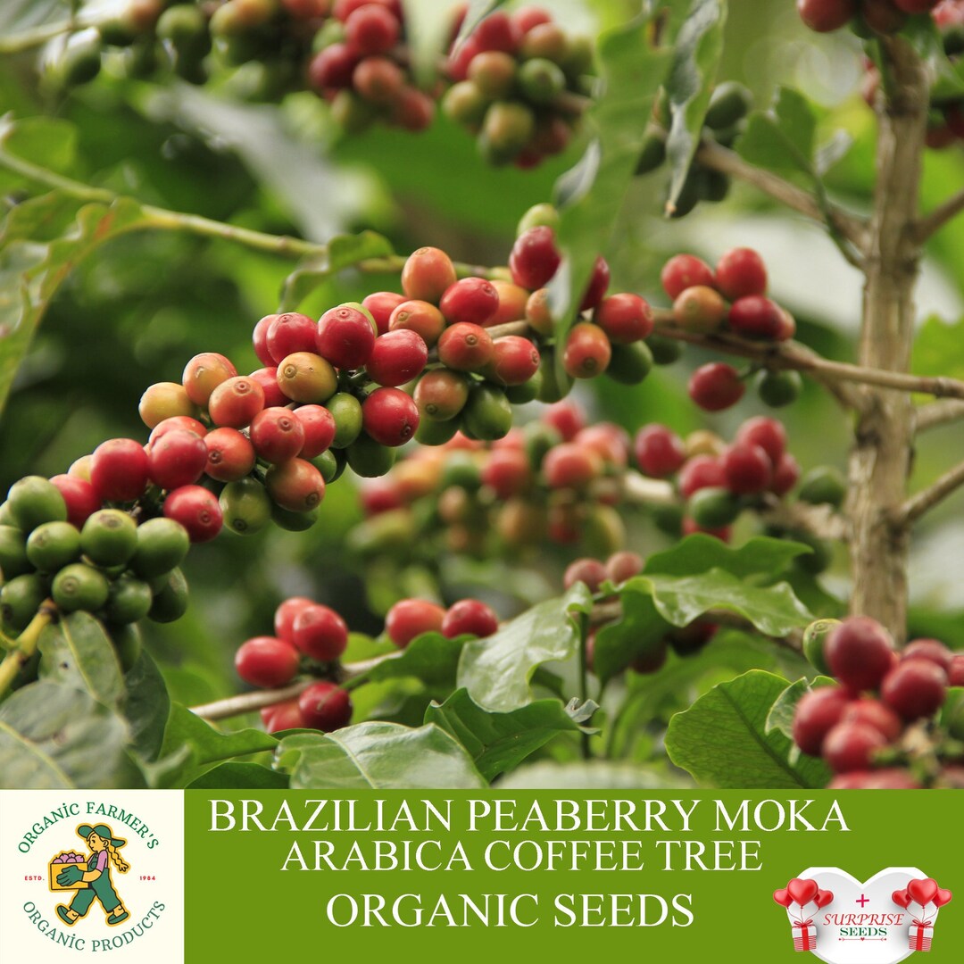 Brazilian Peaberry Moka Arabica Coffee Tree Organic Seeds, 10+ Count Coffee Tree Seed, Coffee ...