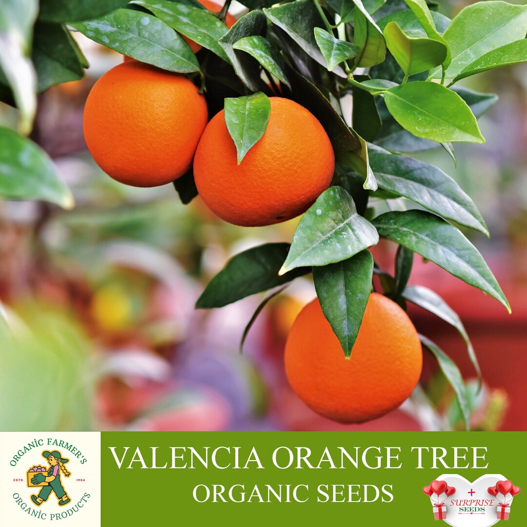 Valencia Orange Tree Organic Seeds, 5+ Count Valencia Orange Tree Seed ...