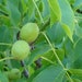 Fernor Walnut Sapling, Grafted Ready to Plant, With Tuberous Soil, 2 ...