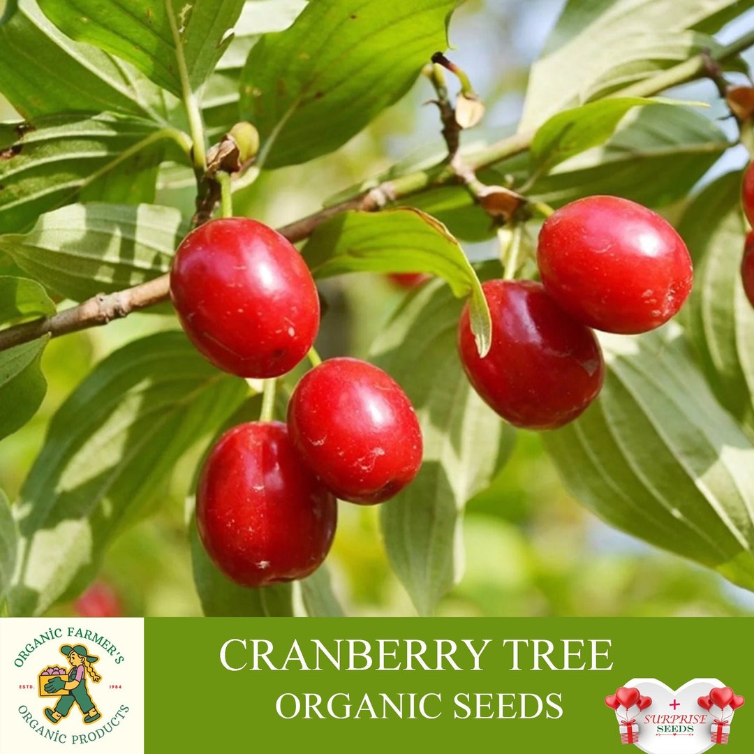 Cranberry Tree Organic Seeds, 10+ Count Cranberry Tree Seed, Cranberry ...