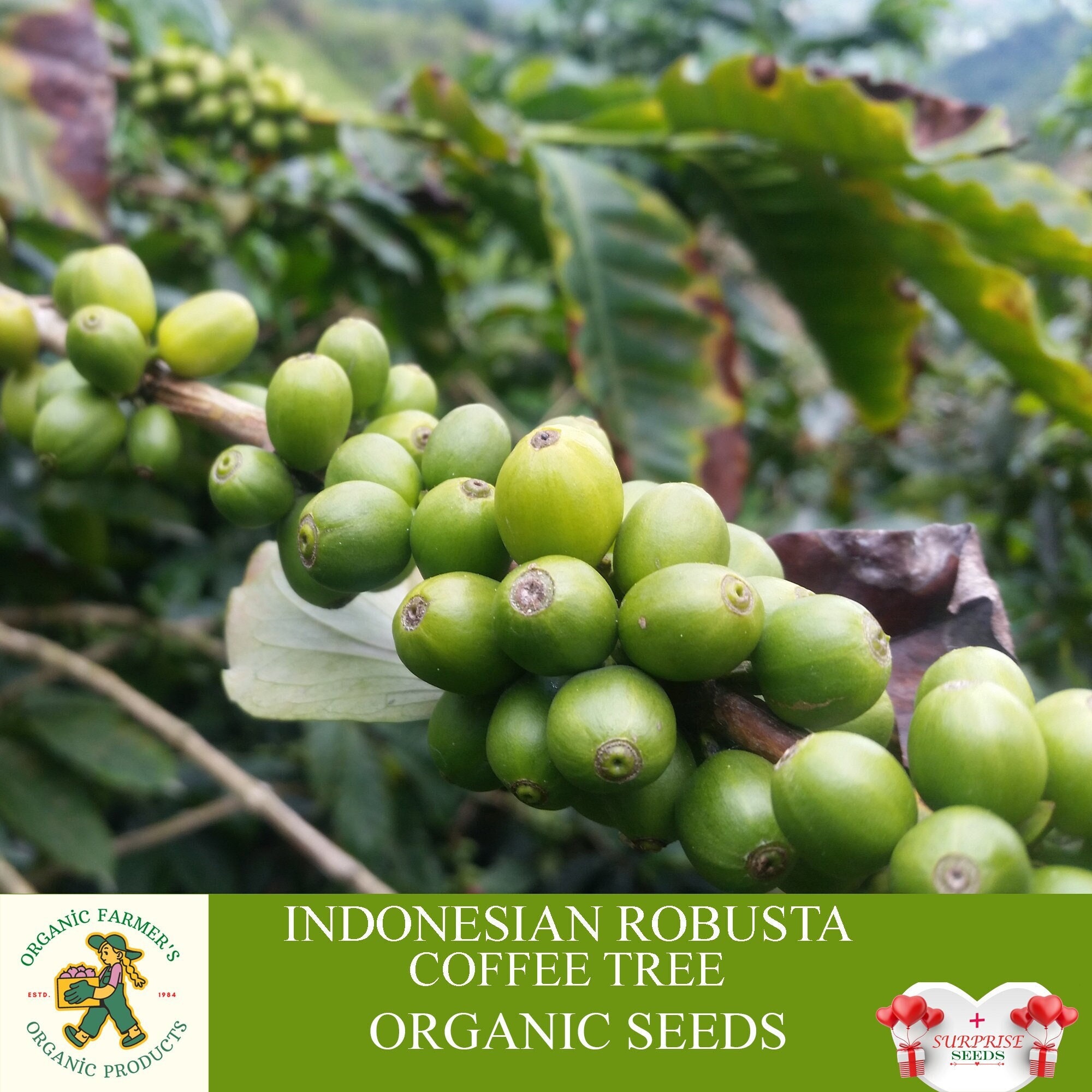 Robusta Coffee Tree
