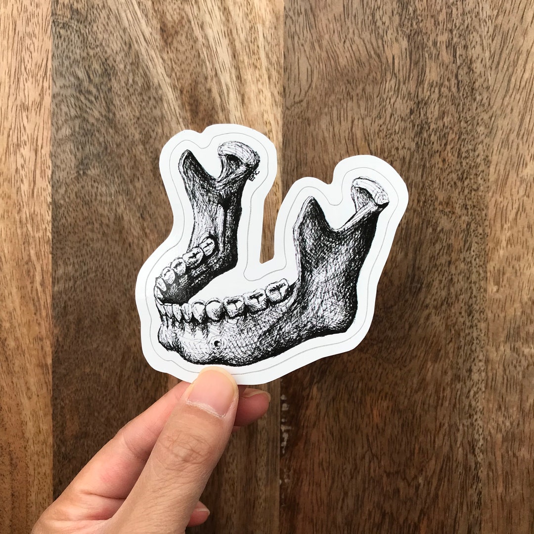 Mandible Sticker, Jawbone Sticker, Jaw Sticker, Anatomy Sticker, Laptop ...