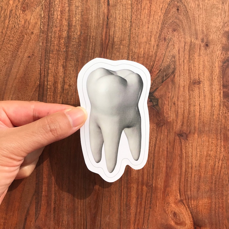 Tooth Sticker Molar Sticker Dental Sticker Laptop Sticker - Etsy