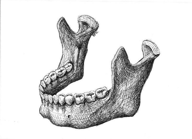 Human Mandible Drawing Human Anatomy Art Human Bones Wall - Etsy