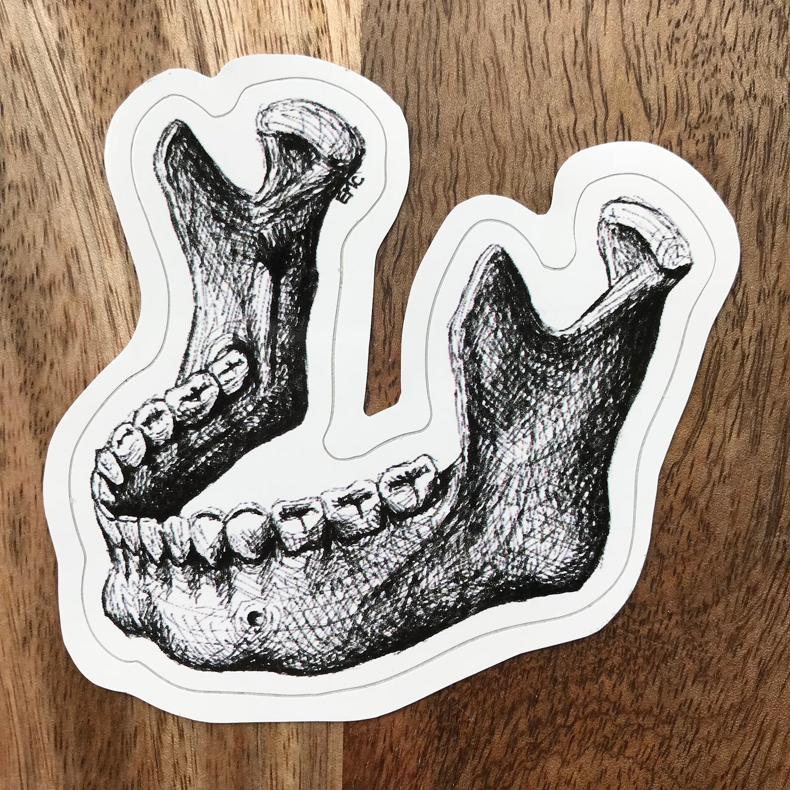 Mandible Sticker, Jawbone Sticker, Jaw Sticker, Anatomy Sticker, Laptop ...