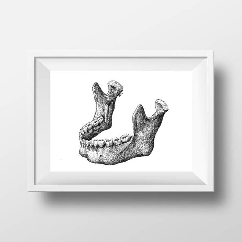 Human Mandible Drawing Human Anatomy Art Human Bones Wall | Etsy