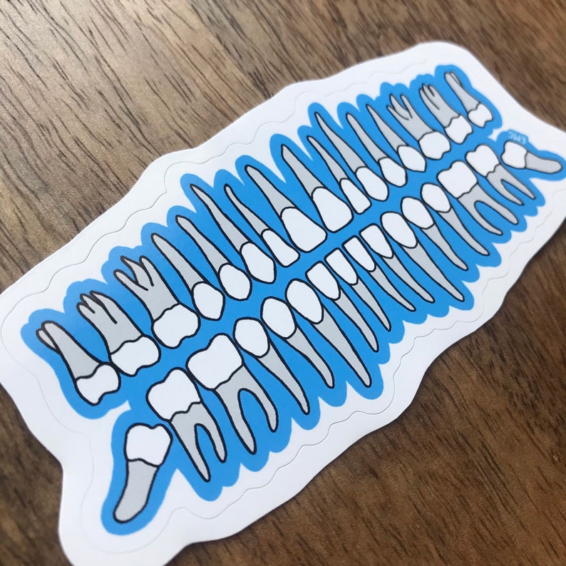 Dentition Sticker Teeth Sticker Dental Hygiene Sticker - Etsy