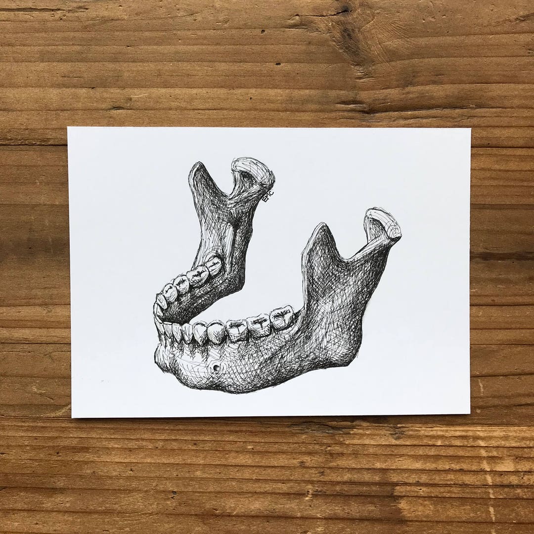 Human Mandible Drawing, Human Anatomy Art, Human Bones Wall Art ...