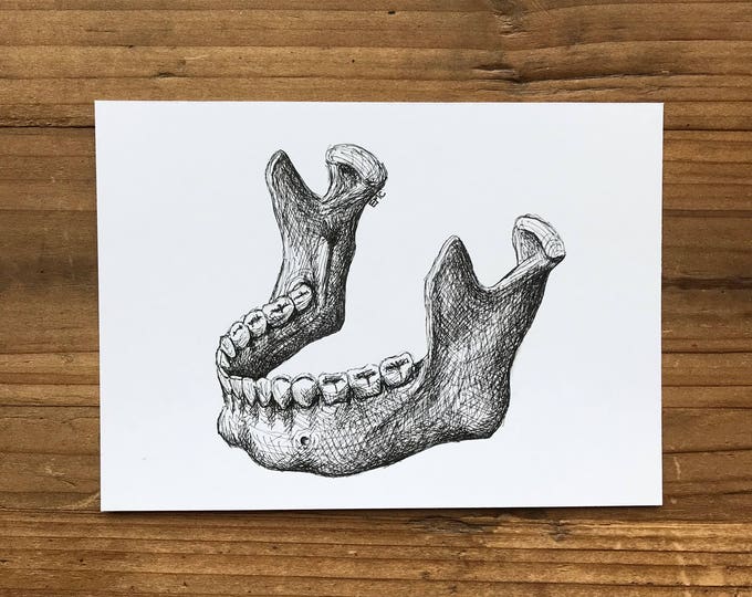 Human Mandible Drawing, Human Anatomy Art, Human Bones Wall Art ...