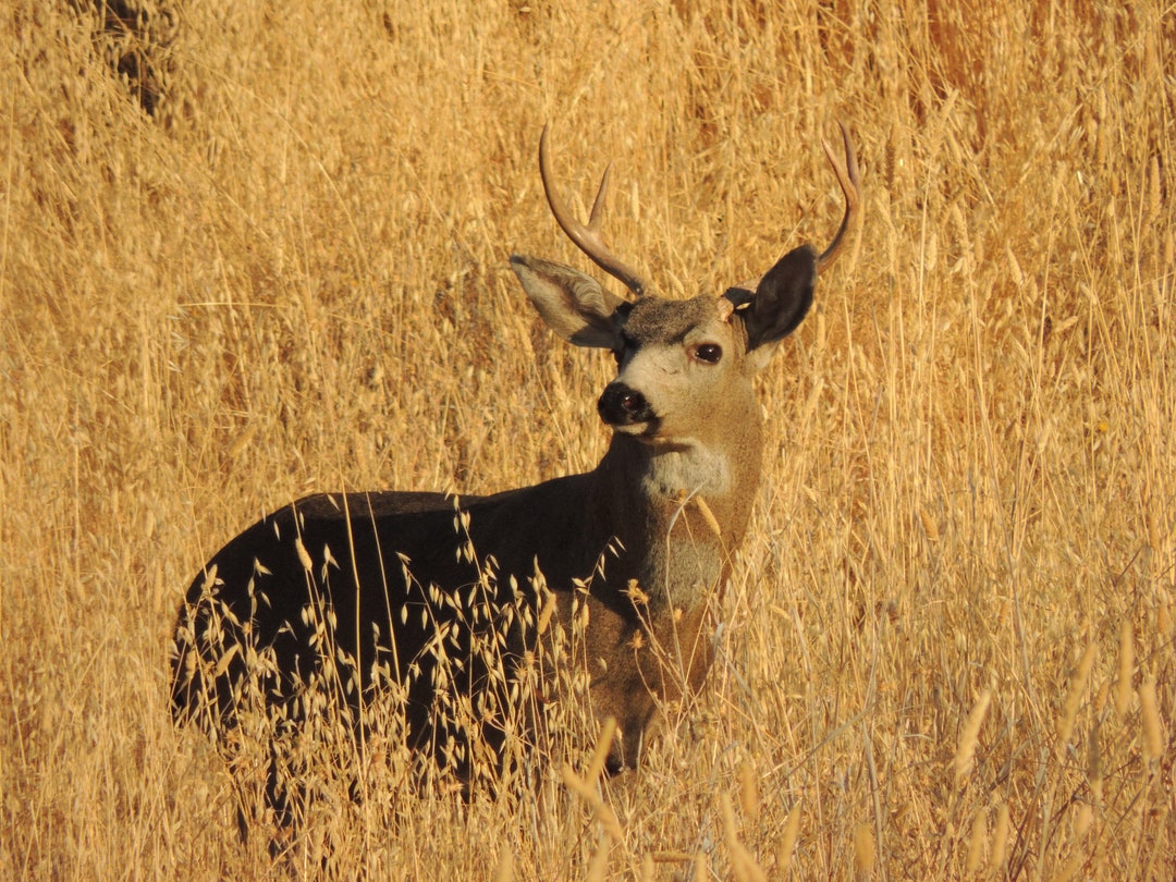 Golden Stag Photo - Etsy